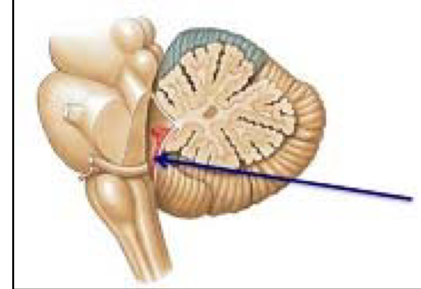 TP Anatomie Preparation (Dr. Kong Vuthy) – testnisset.com
